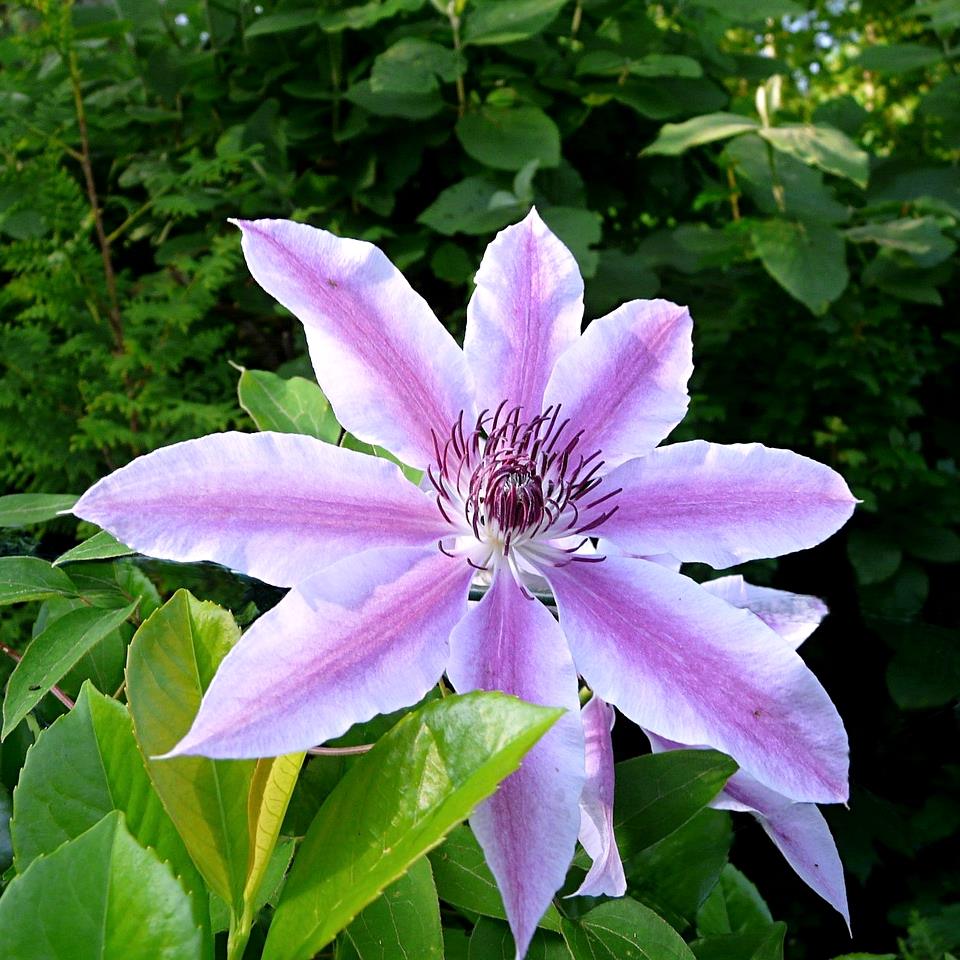 HOW TO PRUNE CLEMATIS GROUP 2 & 3 • Homeleigh Garden Centres