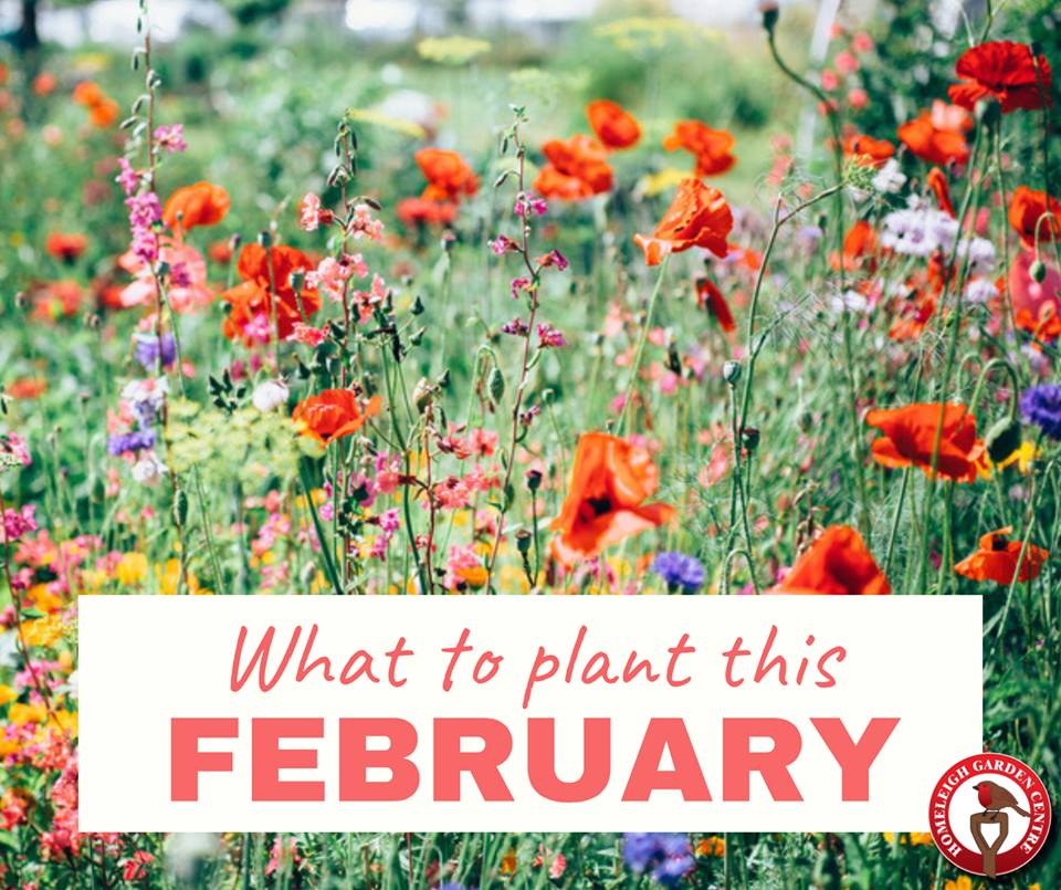 WHAT TO PLANT THIS FEBRUARY • Homeleigh Garden Centres