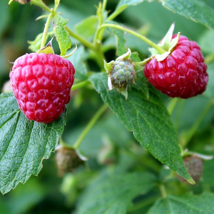 HOW TO PRUNE AUTUMN FRUITING RASPBERRIES • Homeleigh Garden Centres