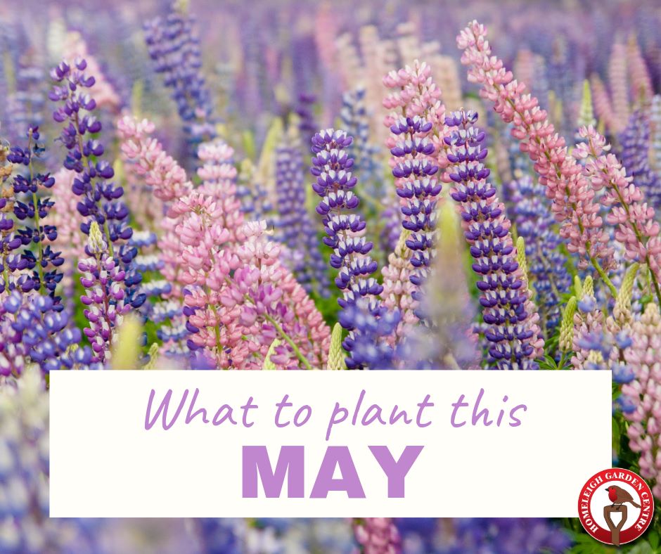 WHAT TO PLANT THIS MAY • Homeleigh Garden Centres
