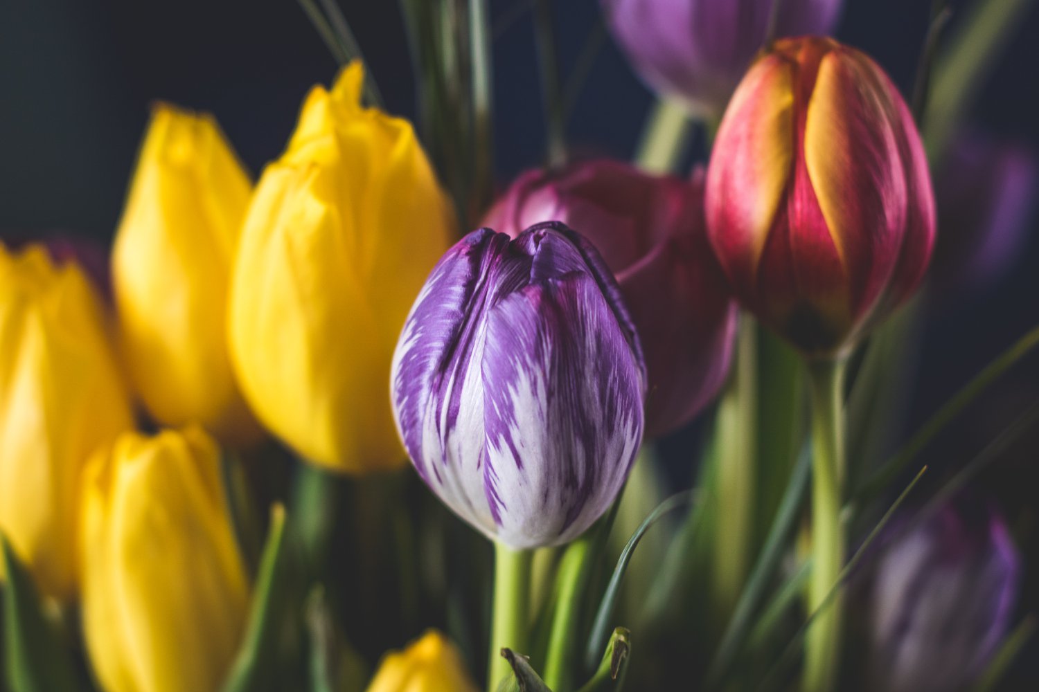HOW TO PLANT TULIP BULBS FOR A DAZZLING SPRING DISPLAY • Homeleigh ...