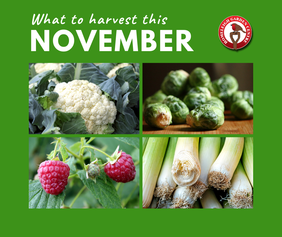 WHAT TO HARVEST THIS NOVEMBER • Homeleigh Garden Centres