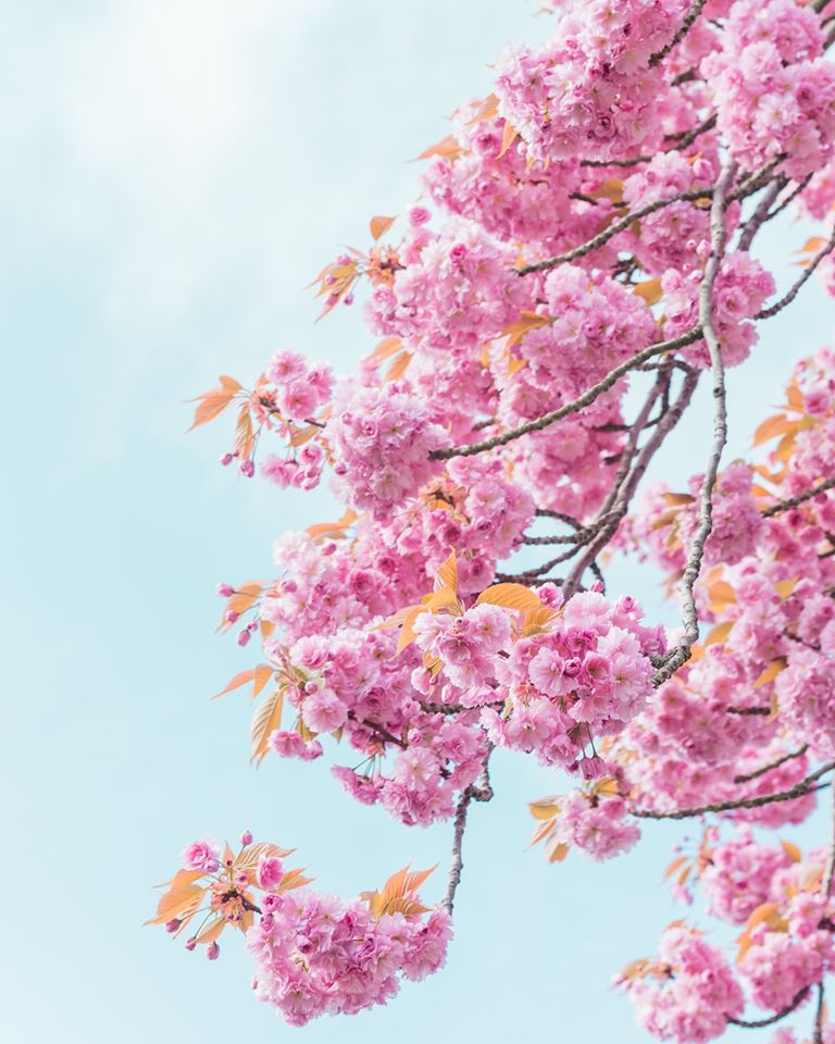 ALL YOU NEED TO KNOW ABOUT THE KANZAN CHERRY BLOSSOM TREE • Homeleigh ...