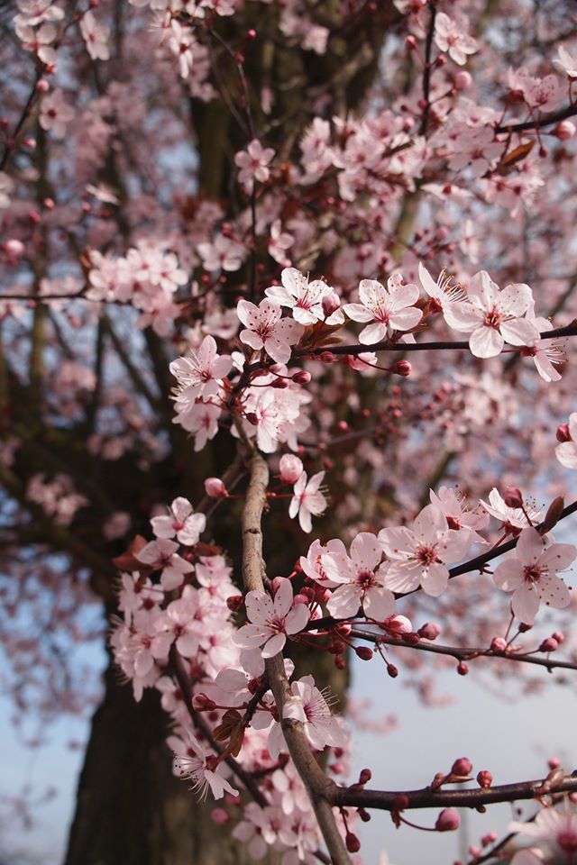 TOP TIPS FOR PLANTING A CHERRY BLOSSOM TREE • Homeleigh Garden Centres