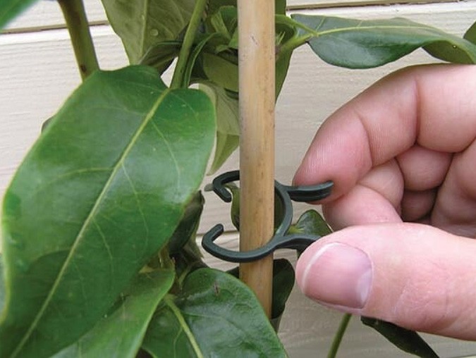 Garland Plant Clips - Green - 30 Small and 20 Large • Homeleigh Garden ...