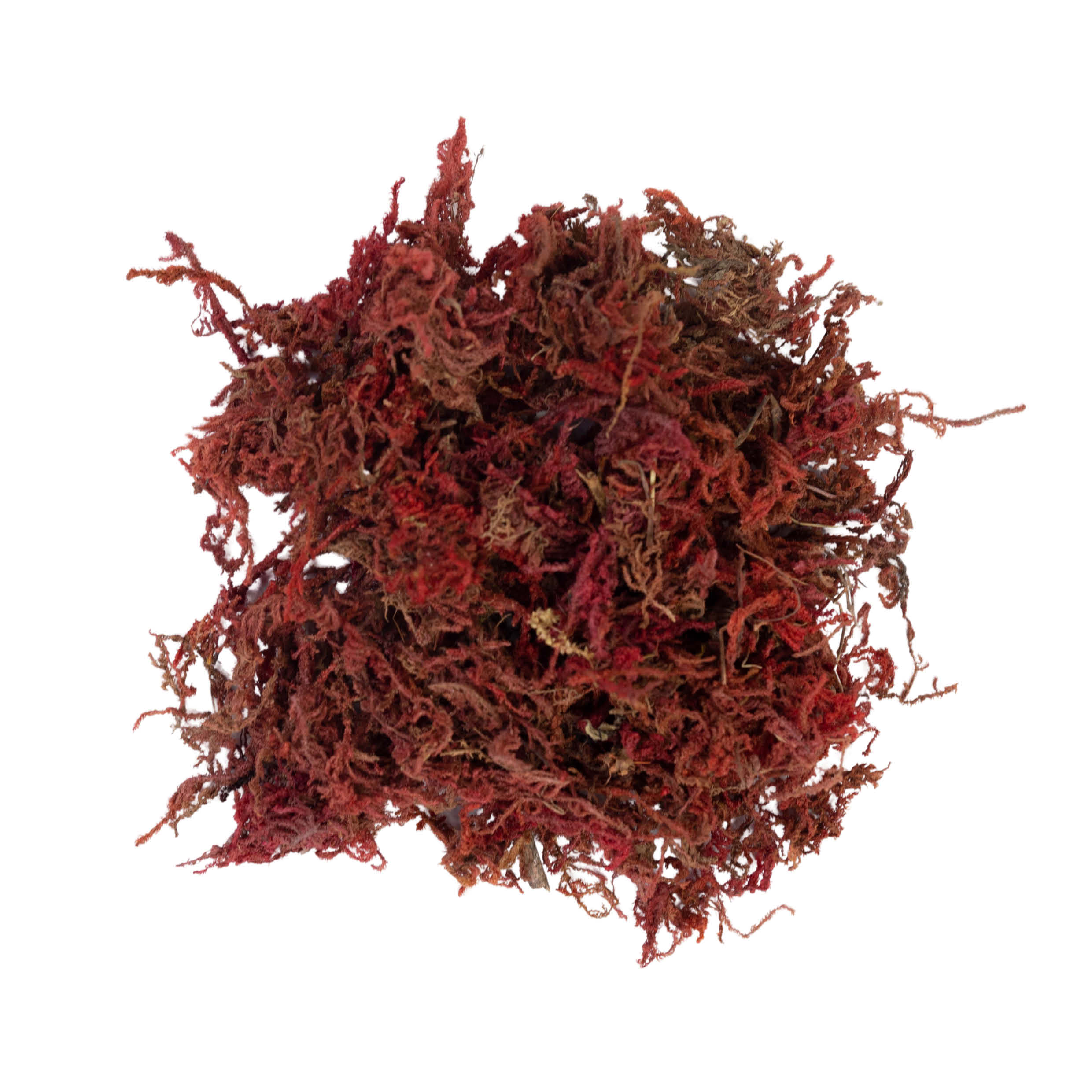 LEMAX MOSS RED 30G • Homeleigh Garden Centres