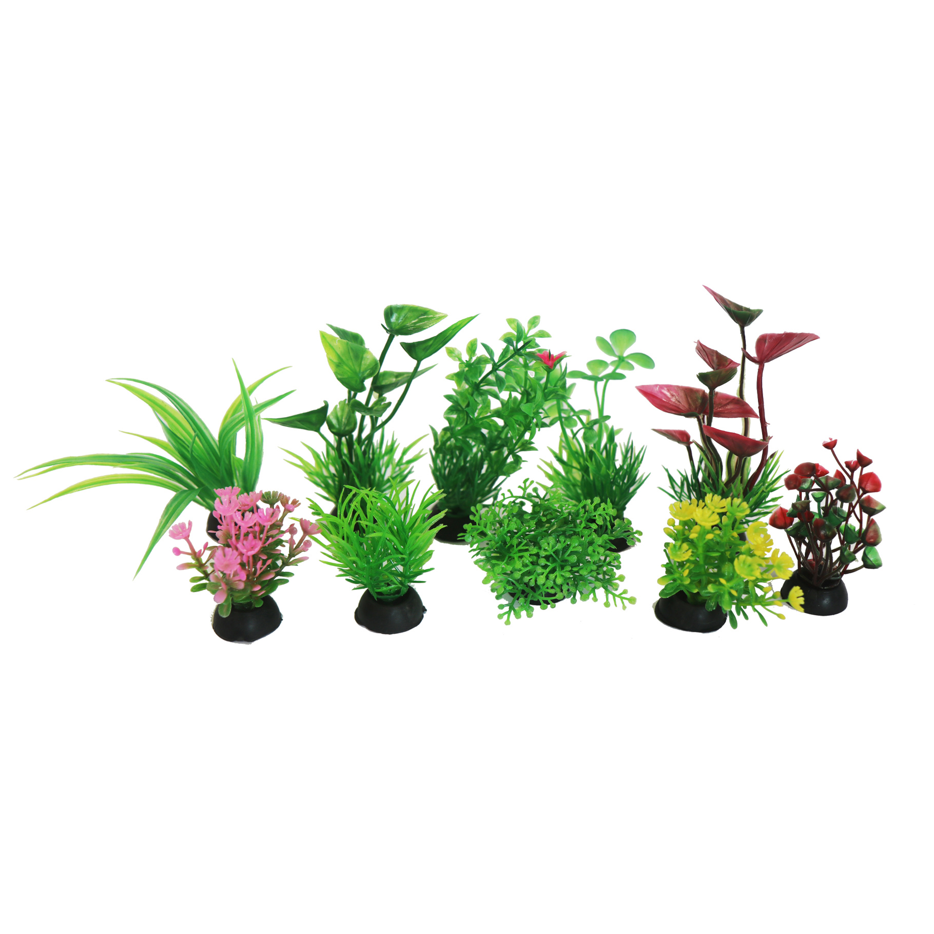 Betta Minature Plant Selection (10 Pack) • Homeleigh Garden Centres