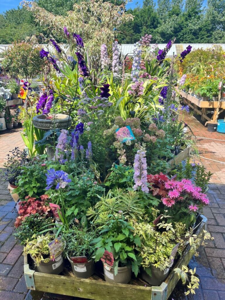 Welcome to Homeleigh Bude • Homeleigh Garden Centres