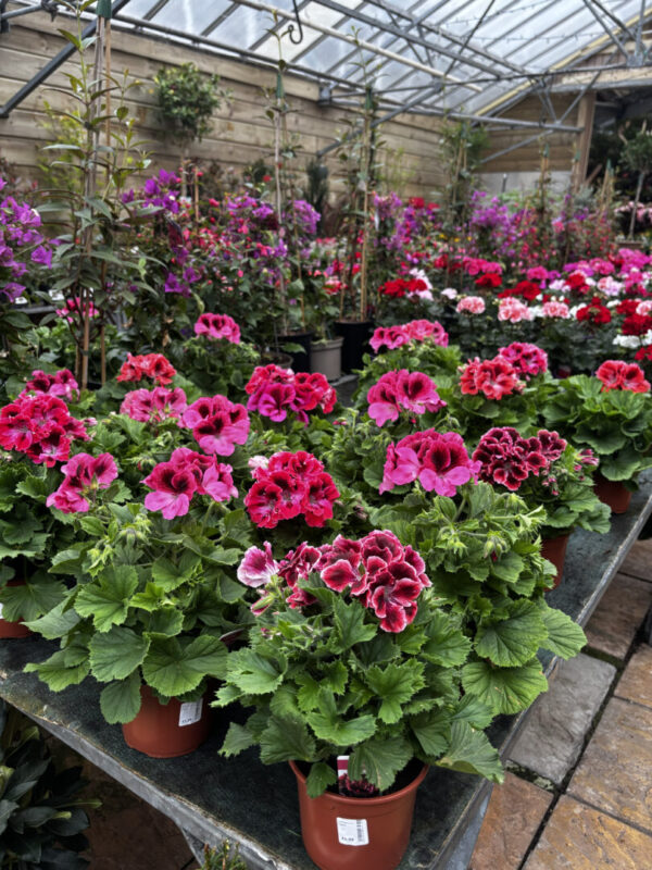 Welcome to Homeleigh Truro • Homeleigh Garden Centres